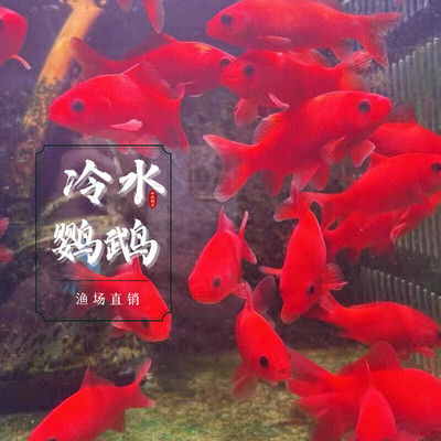 观赏鱼冷水血鹦鹉草金鱼冷水鱼鱼葡萄眼黑眼草金好养包邮包活