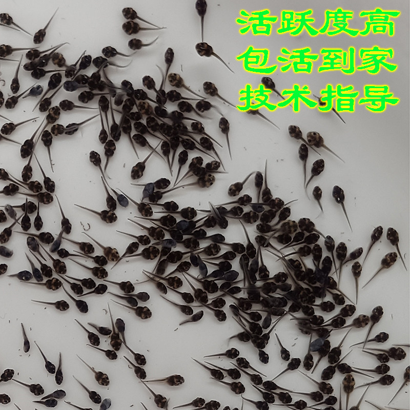 蝌蚪苗小蝌蚪活体青蛙牛蛙苗四脚供应水族宠物直销包活包技术指导