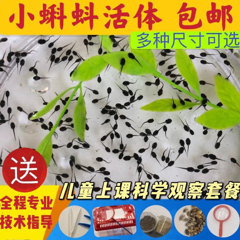 水族宠物青蛙牛蛙活体蝌蚪苗幼苗蛙苗包活包邮儿童观赏易养宠物