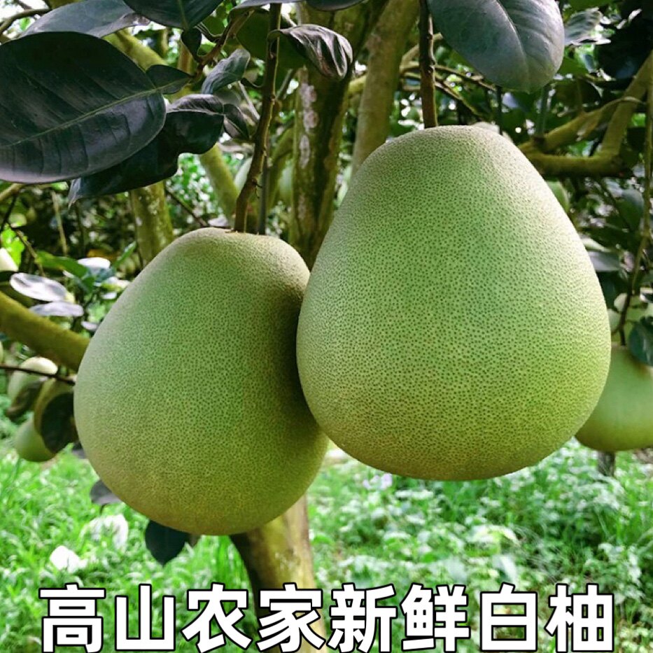 高山农家自种白柚新鲜白肉蜜柚当季白心酸柚子孕妇水果精选包邮