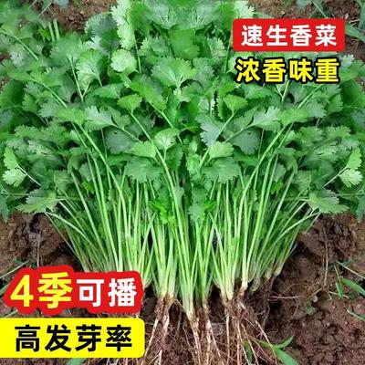四季老香菜籽种耐热小叶香菜种籽老品种大叶香菜种子芫荽种籽子苗