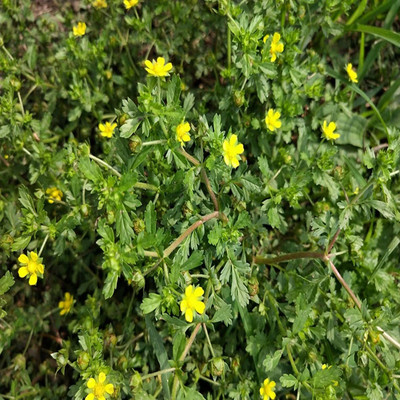 朝天委陵菜种子地委陵菜老鸹筋鸡毛草铺地委陵菜伏委陵菜种籽