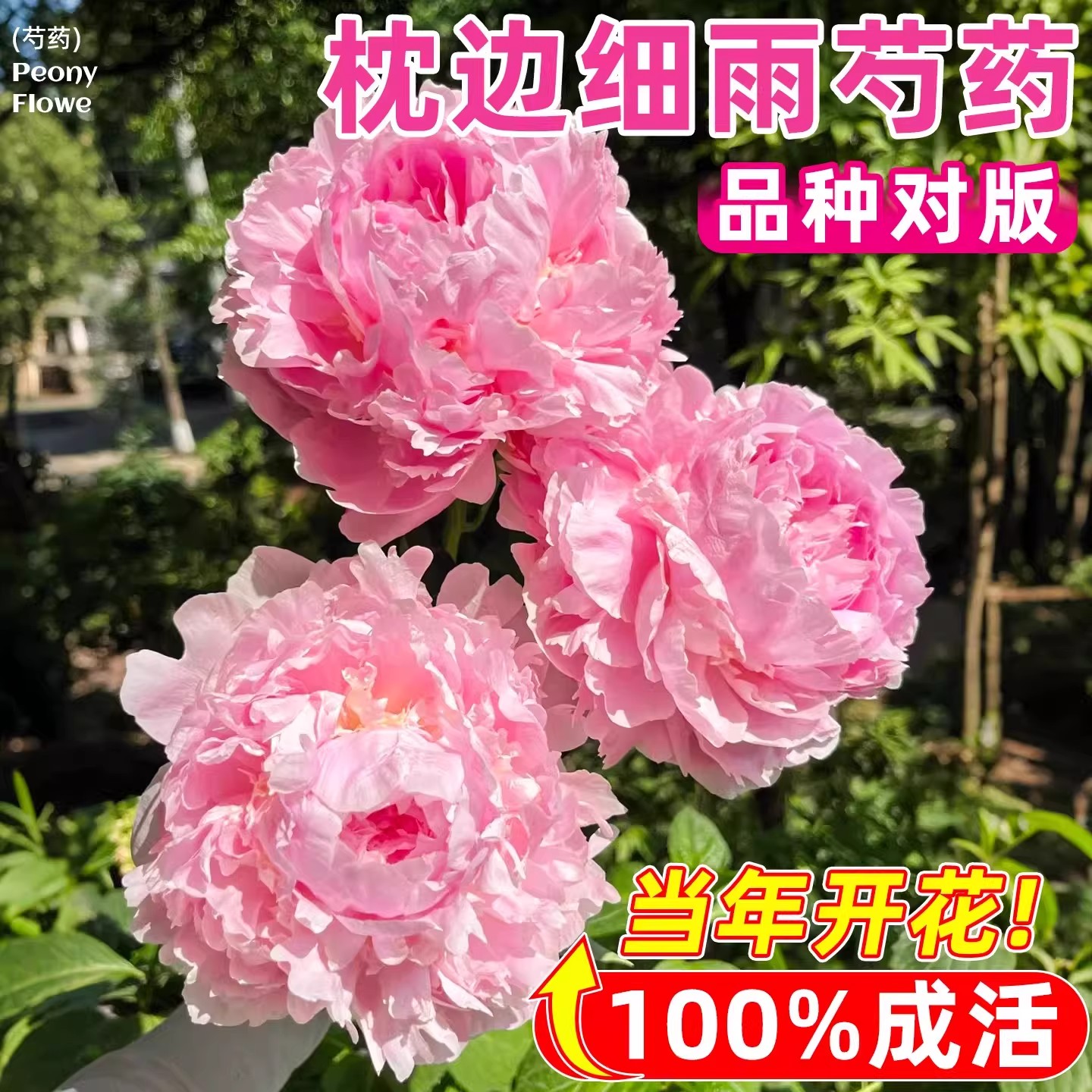 重瓣芍药枕边细雨花苗易活根块带芽阳台盆栽室外牡丹四季种植植物