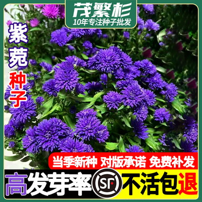紫菀花种子矮生重瓣荷兰菊花籽