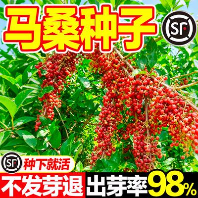 马桑种子耐热耐旱山地荒坡复绿