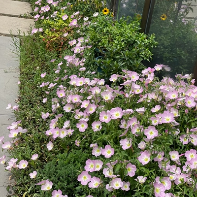 多年生草本植物种子月见草四季播