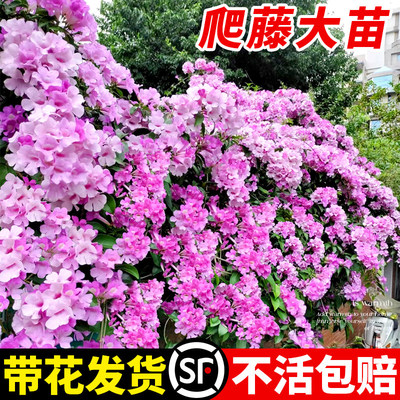 蒜香藤花苗爬藤植物四季好养
