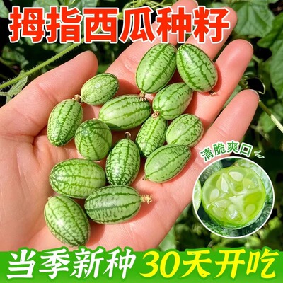 拇指西瓜种籽迷你小水果种子母指四季春秋阳台盆栽麒麟甜瓜果种孑