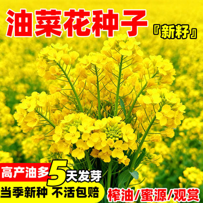 观赏油菜花种子高产榨油油菜籽四季易种耐热耐旱花种籽孑易活花籽
