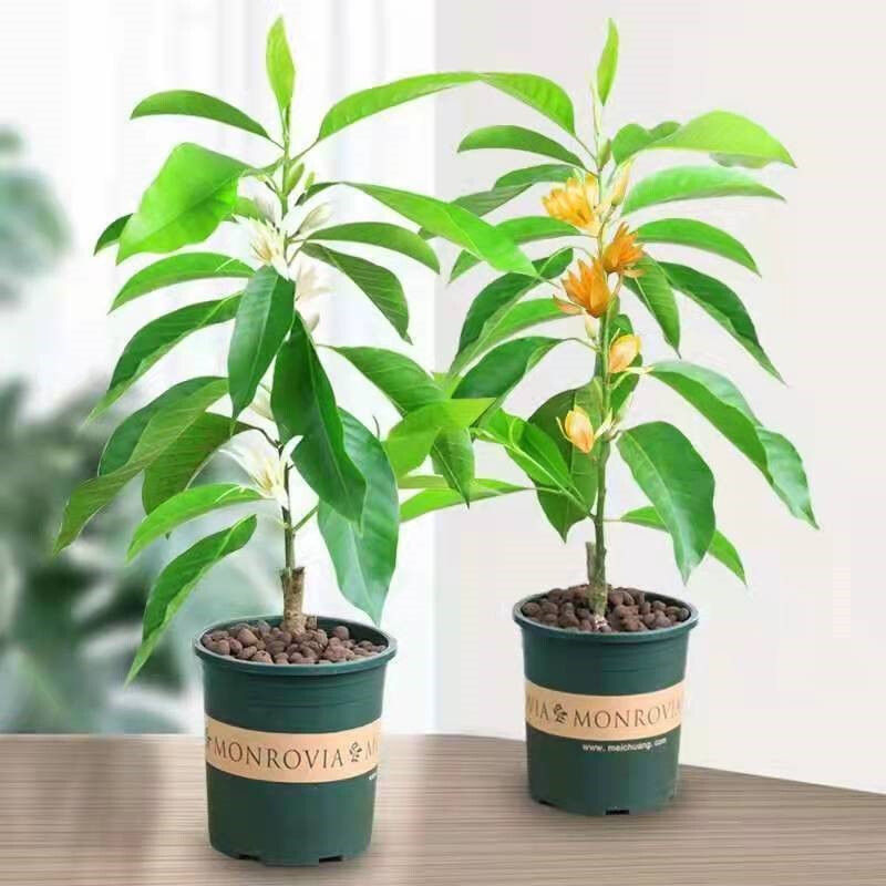 白兰花玉兰树庭院黄角兰植物阳台室内绿植易活带花苞四季开盆栽