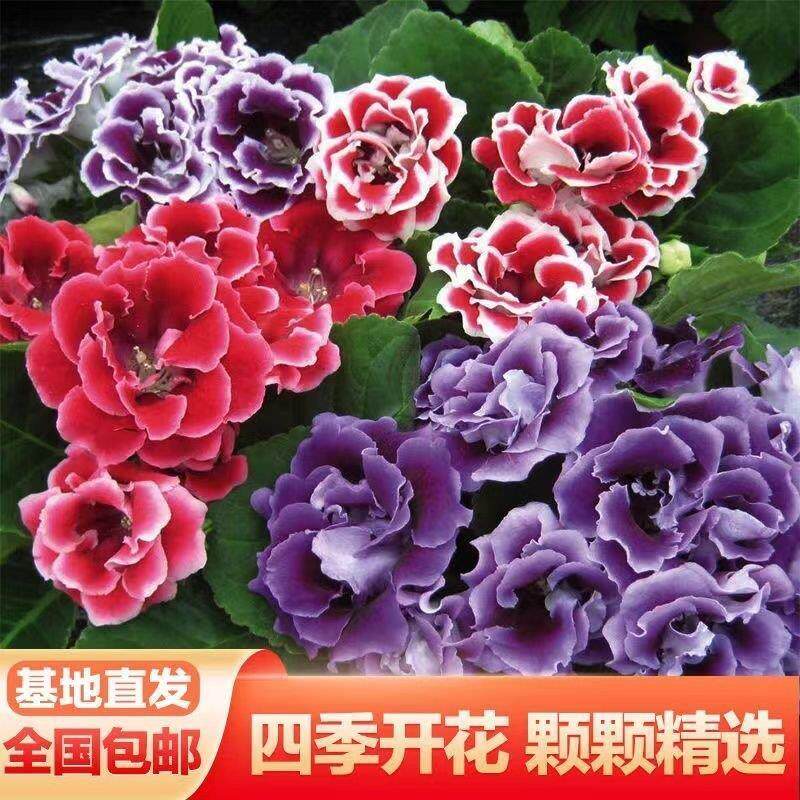大岩桐花卉重瓣带花苞盆栽四季办公桌阳台好养芙蓉花庭院室内植物