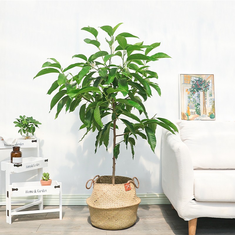 白兰花盆栽正宗嫁接白玉兰树四季开花大庭院阳台植物室内浓香