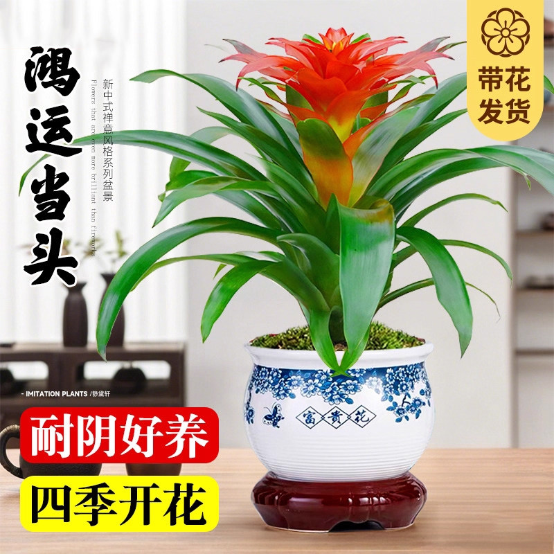 大盆鸿运当头盆栽植物花卉凤梨小红星大型绿植室内客厅办公室招财