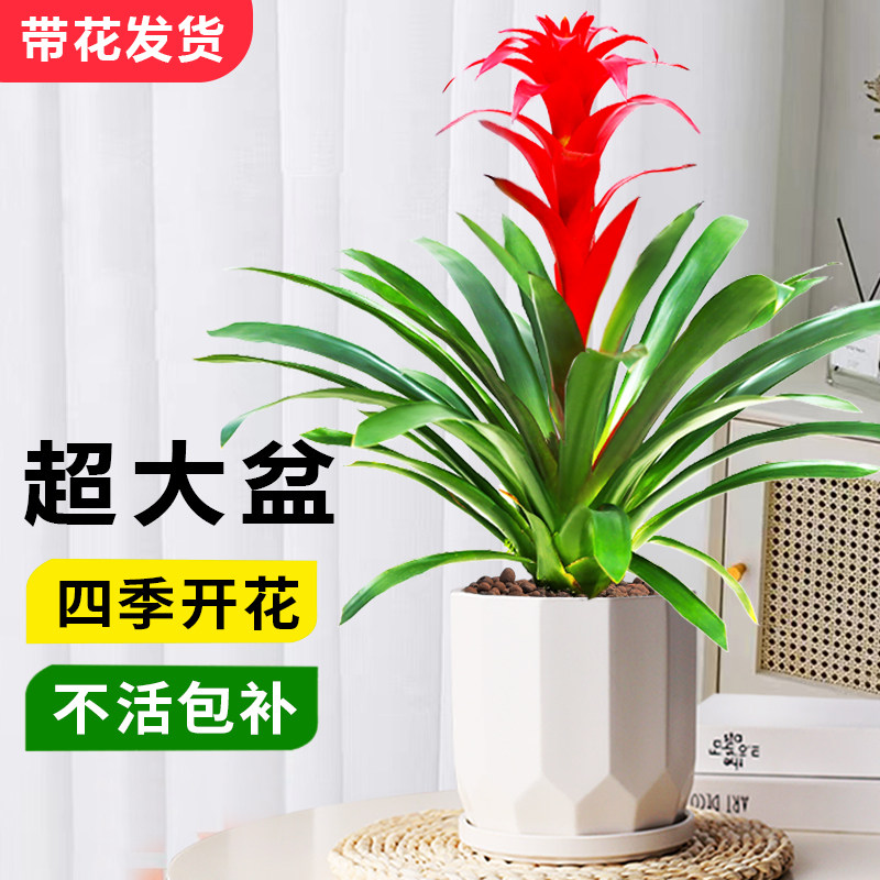 鸿运当头盆栽水培植物室内好养花卉四季常青小红星绿植凤梨花盆景