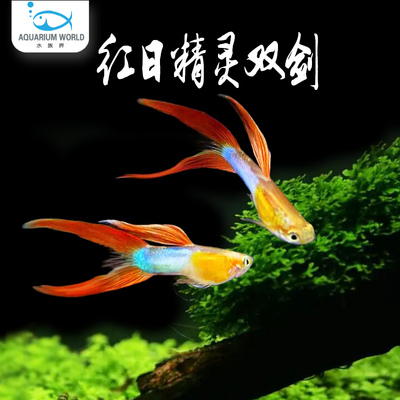 红日精灵双剑孔雀鱼胎生鱼淡水