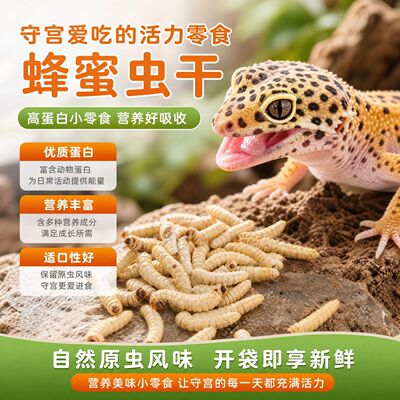 蜂蜜虫干饲料壁虎守宫蜥蜴食物