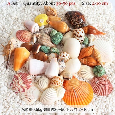 Natural Mediterranean colorful sea shells starfish set fish