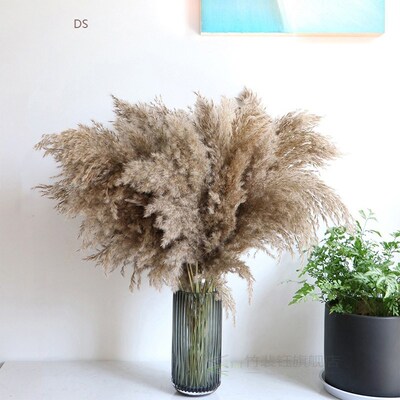 5PCS 80CM  Natural Reed Dried Flower Big Pampas Grass Weddin