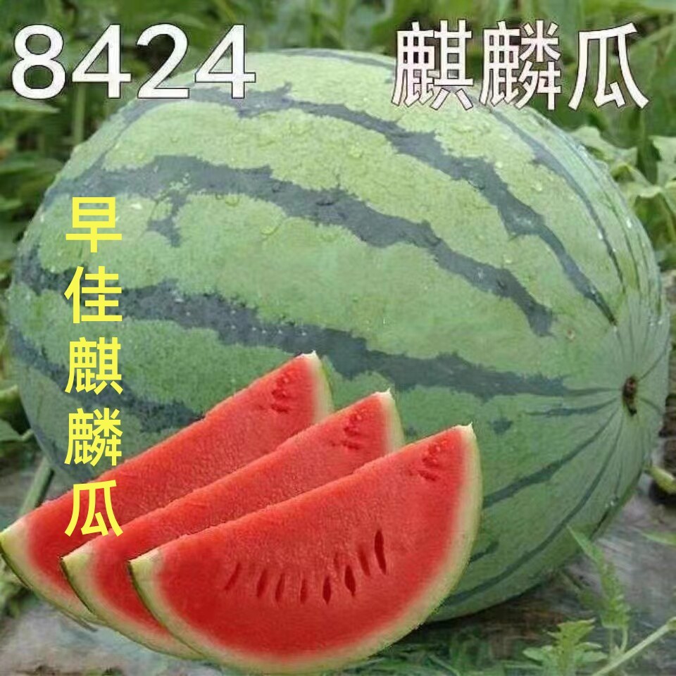 8424西瓜种子甜王红玉美都2K彩虹黑皮红瓤 黑皮黄瓤西瓜种西瓜苗