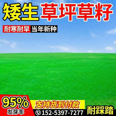 护坡固土草坪草籽四季常青免修剪