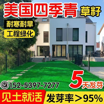 美国四季青草坪种子护坡不修剪