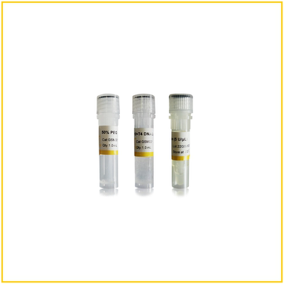 1000U T4连接酶 T4 DNA Ligase (GSM001)