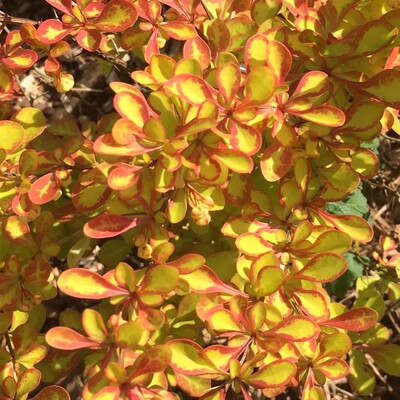 日本小檗-【地狱仇恨】Berberis thunbergii Diabolicum