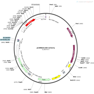 pCAMBIA1300-EGFP-MCS+pCAMBIA1300-mcherry 植物过表达质粒