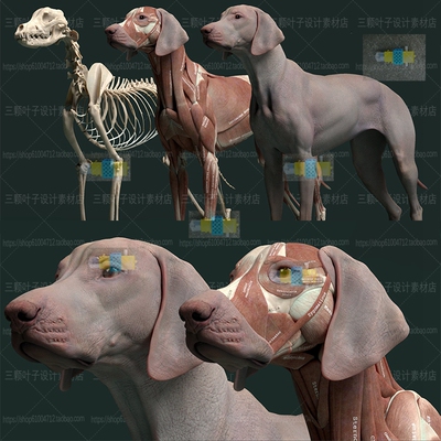 Zbrush犬科动物狗3D模型贴图 肌肉骨骼 动物解剖 ZB雕刻素材9834