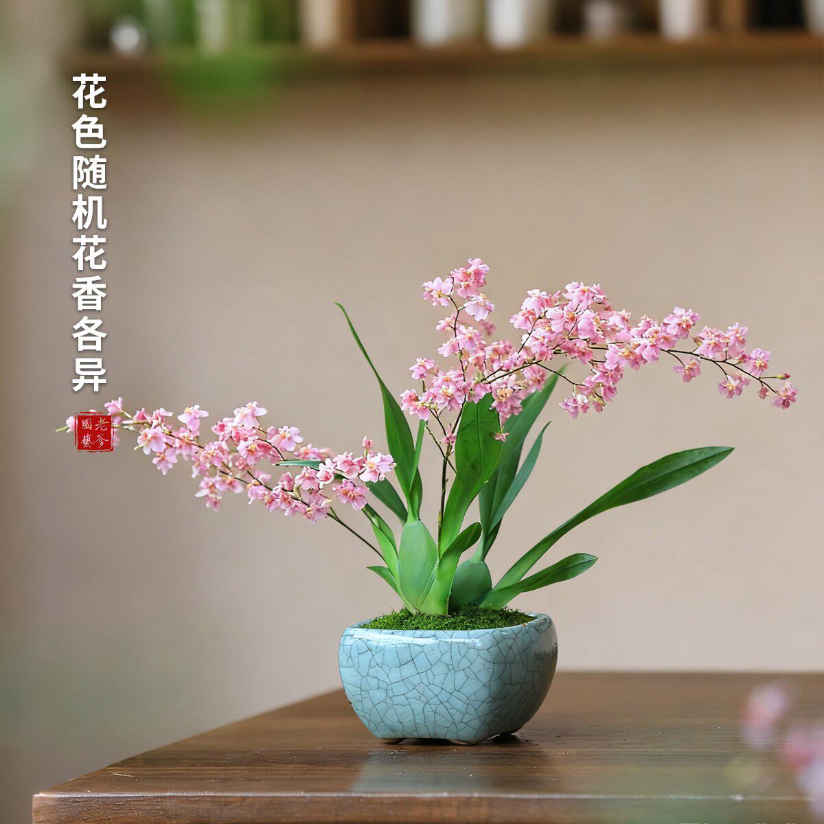 文心兰梦香兰小兰花苗好养易活的绿植花卉盆栽客厅花卉植物室内花
