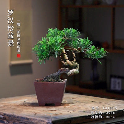 罗汉松盆景老桩造型绿植