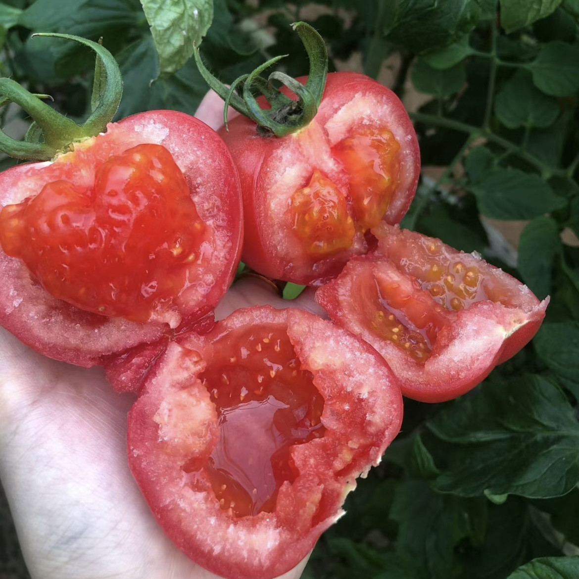 云南农家露天沙瓤西红柿自然熟番茄水果番茄当季新鲜蔬菜现摘现发