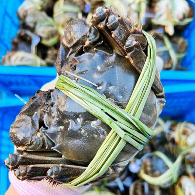 高邮湖红膏大闸蟹公4.0-4.5 母3.0-3.5 礼盒8只装鲜活太湖大螃蟹