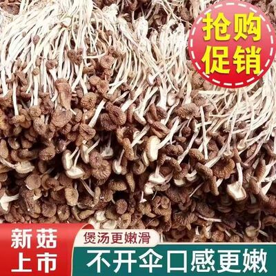 古田不开伞茶树菇农家新货香菇干货菌菇虫草毛重煲汤茶树菇干货