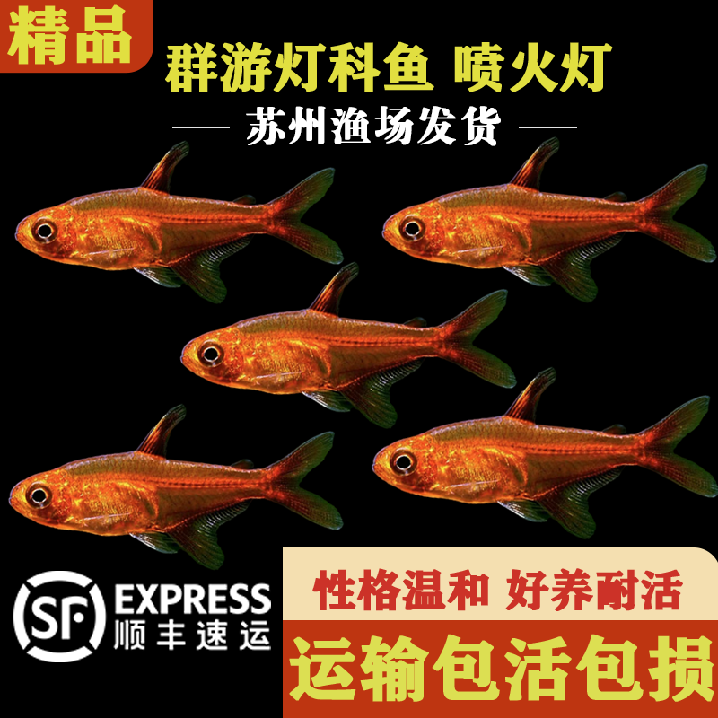 喷火灯小型淡水鱼热带灯科鱼好养耐活鱼草缸推荐鱼宝莲灯红绿灯鱼