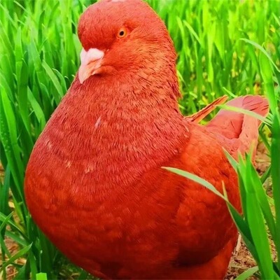 包邮巨型元宝鸽子超大体鸽子种鸽活一对大型肉鸽活体种鸽活物幼鸽