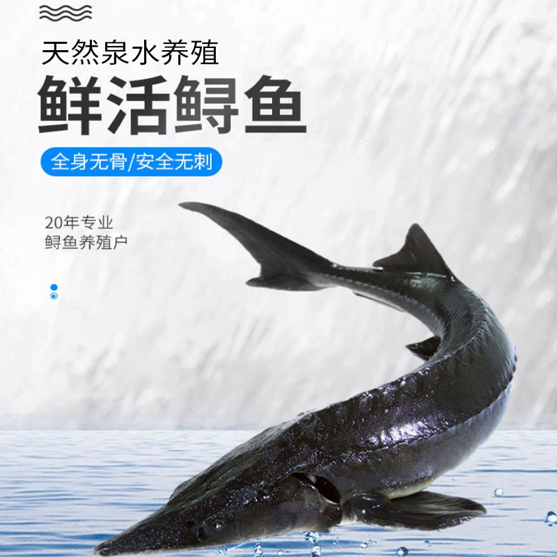 天然泉水养殖鲜活鲟鱼全身无骨安全无刺20年专业养殖户