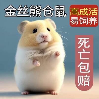 家养金丝熊仓鼠活体包活健康可爱