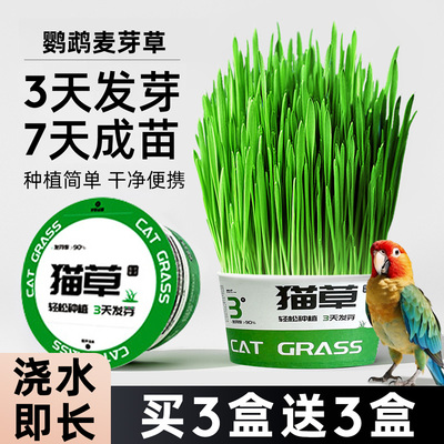 抢！买3盒送3盒鹦鹉麦芽草