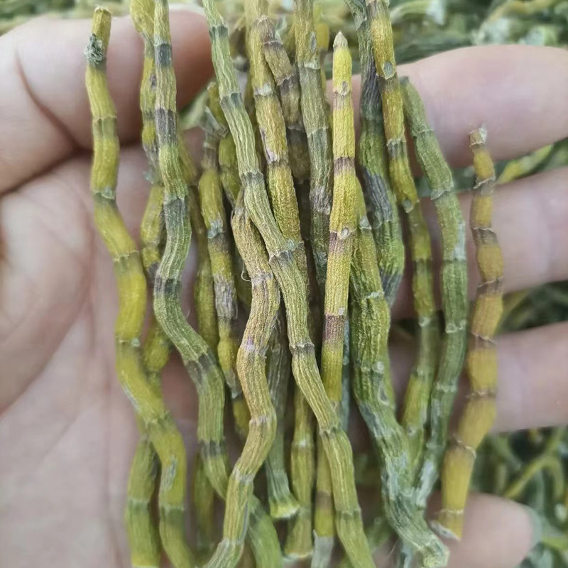 正宗霍山铁皮石斛短粗芽条 6年生长 短粗芽条 枫斗芽尖条