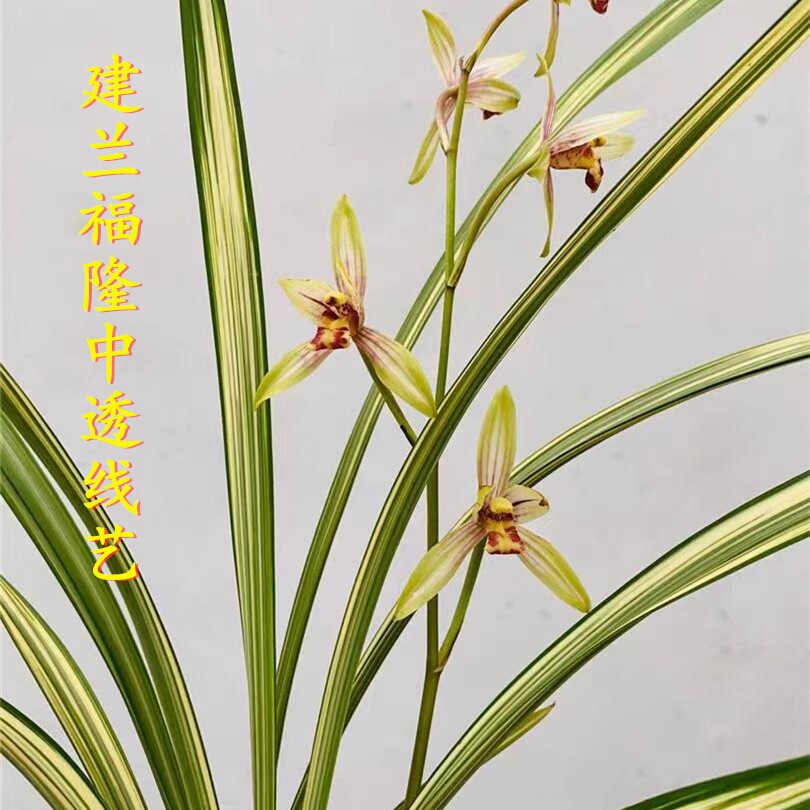 兰花苗建兰福隆中透艺金边兰花艺草艺兰客厅庭院桌面花卉绿植美观