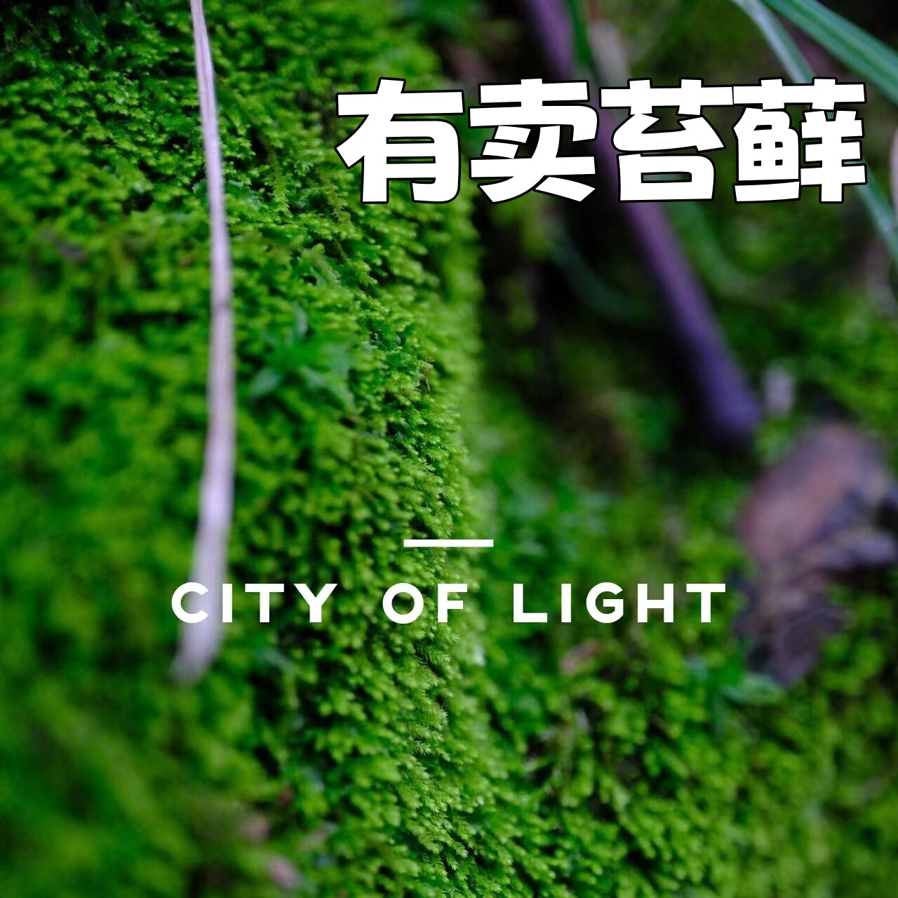 苔藓植物微景观鲜活青苔新鲜室内庭院假山造景兰花绿植盆栽装饰