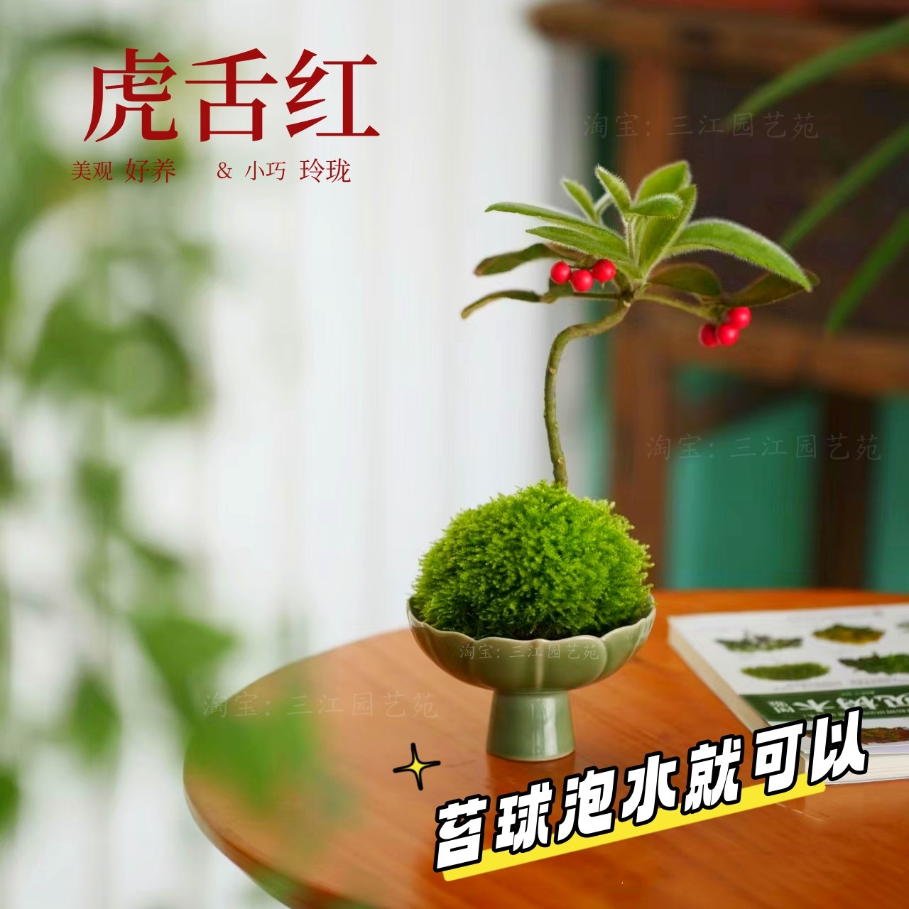 虎舌红苔藓球桌面盆栽观果植物微盆景室内客厅茶室造景懒人绿植