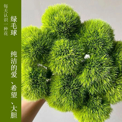 绿毛球鲜花室内装饰绿植