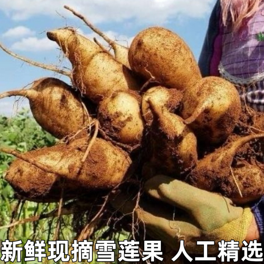 天山雪莲果新鲜水果应季水果云南孕妇红心雪连果整箱精选装包邮