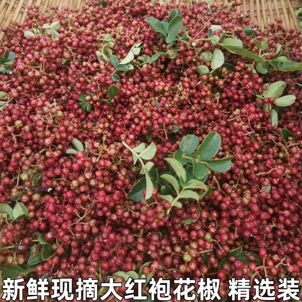 新鲜花椒湖北宜昌红花椒现摘大红袍生鲜花椒特麻1斤湿花椒包邮