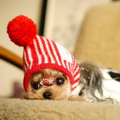 冬日毛孩美拉德狗狗猫咪宠物圣诞装帽子手工编织毛线可爱过年装扮