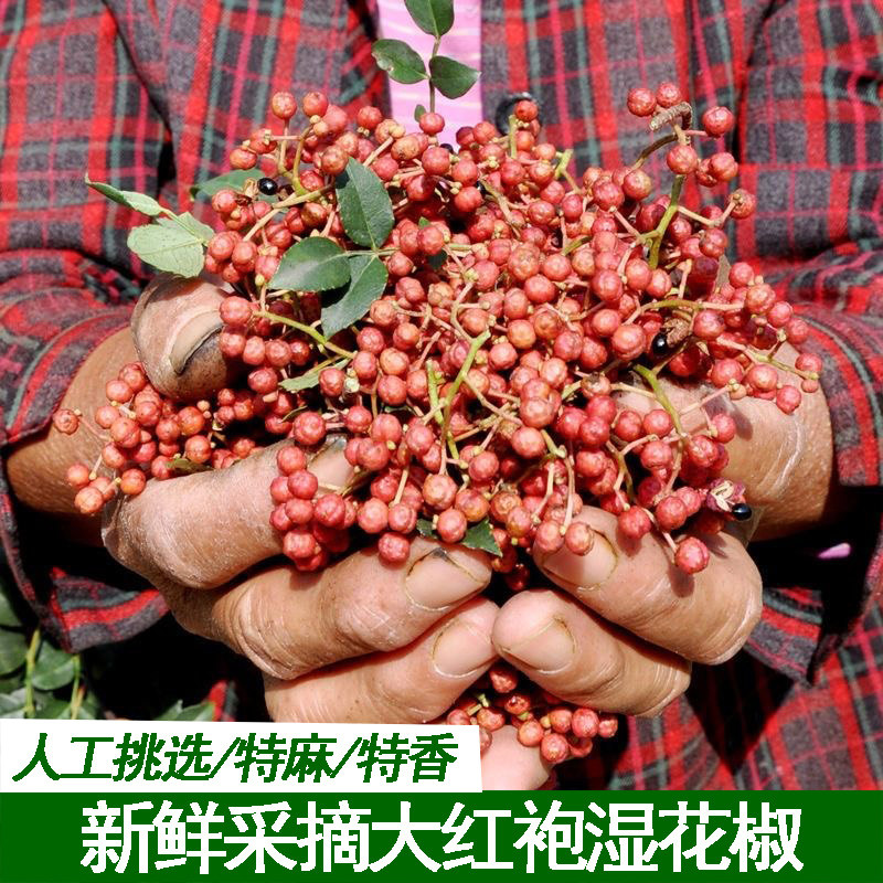 新鲜红花椒农户现摘大红袍湿花椒生花椒粒大红袍花椒特麻精选发货