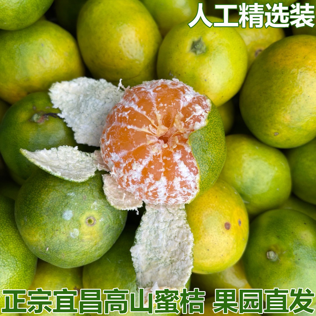湖北宜昌青橘子酸甜多汁当季鲜果现摘新鲜红蜜桔孕妇水果薄皮桔子