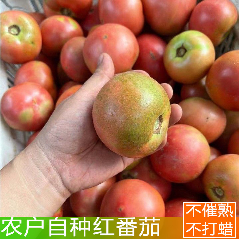 现摘现发农家自种新鲜西红柿自然熟水果红番茄湖北当季蔬菜海柿子